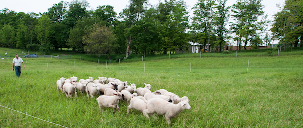 Taste the Local Difference Takes Flight