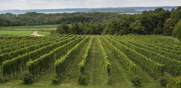 Taste the Local Difference Takes Flight